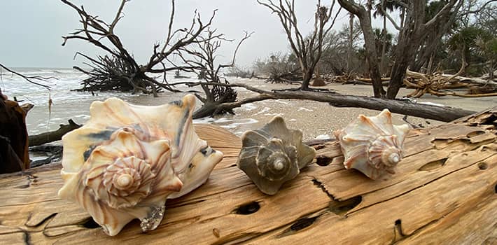 Botany Bay Beach & Preserve on Edisto Island | Real Parks, Discover ...